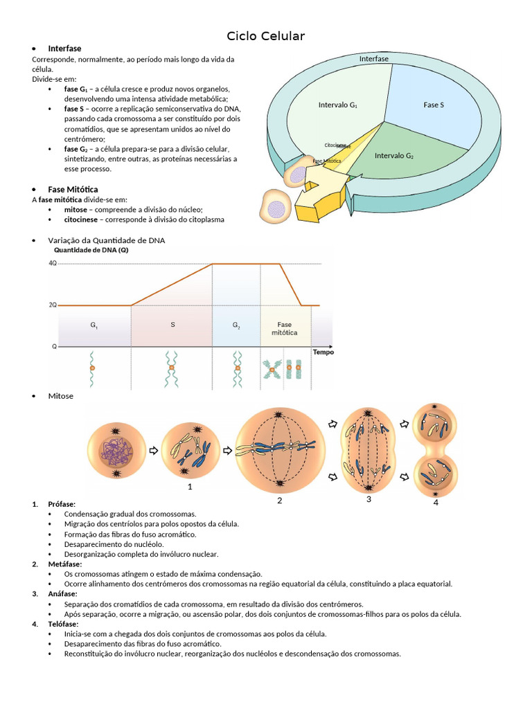 Ciclo Celular | PDF | Mitose | Bioquímica