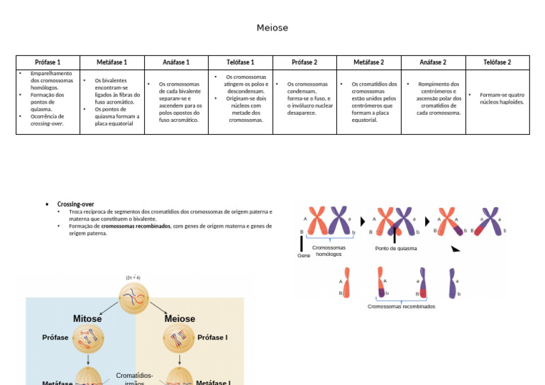 Meiose | PDF | Meiose | Ciências da Vida