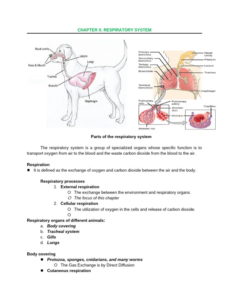 Respiratory System | PDF | Lung | Respiratory System