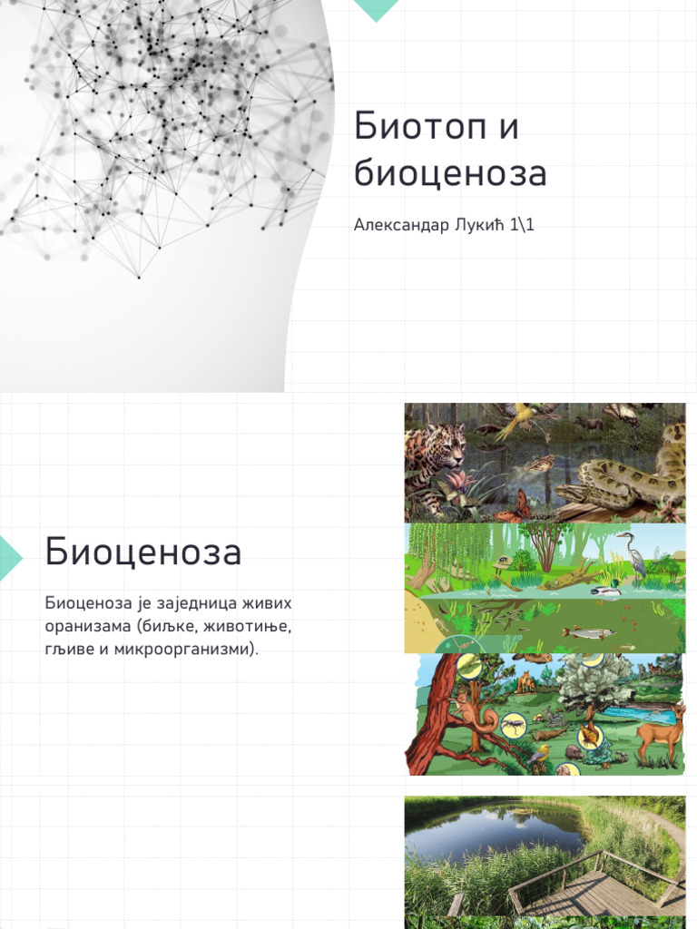 Presentation 4 | PDF