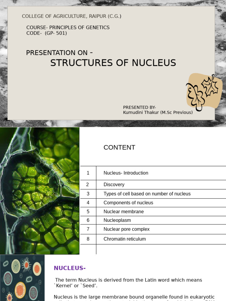 Structures of Nucleus ( - ) | PDF | Cell Nucleus | Cell (Biology)