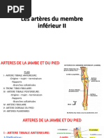 Vascularisation du membre inférieur | PDF | Main | Jambe humaine