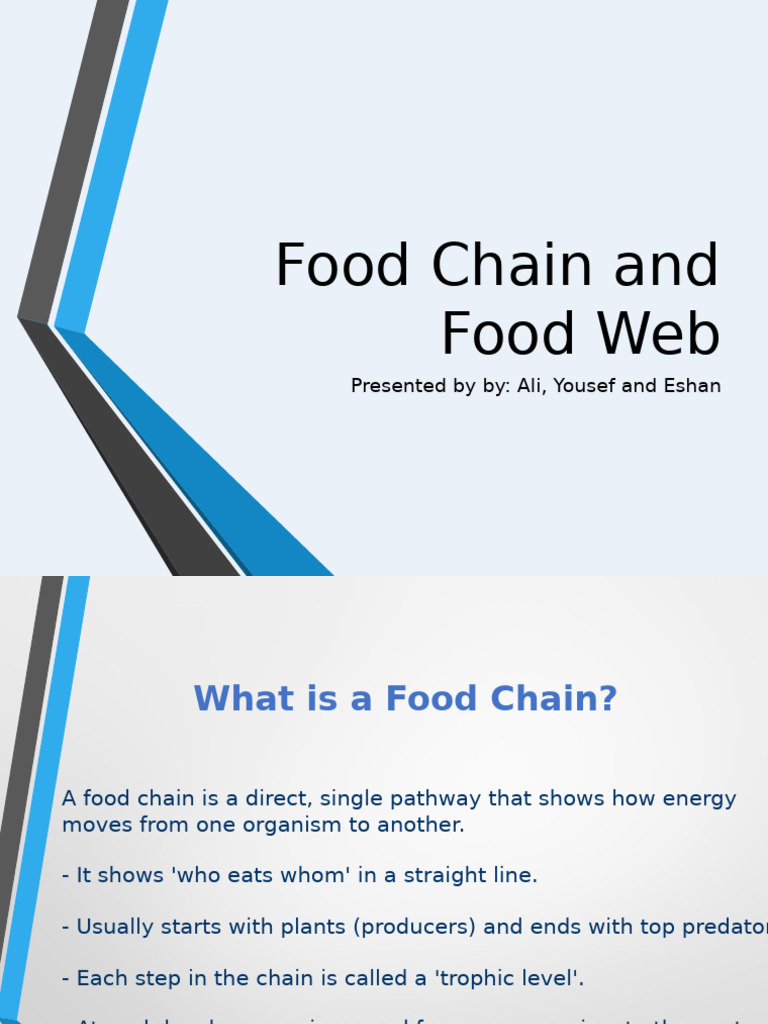 Food Chain and Food Web Presentation | PDF | Food Web | Foods
