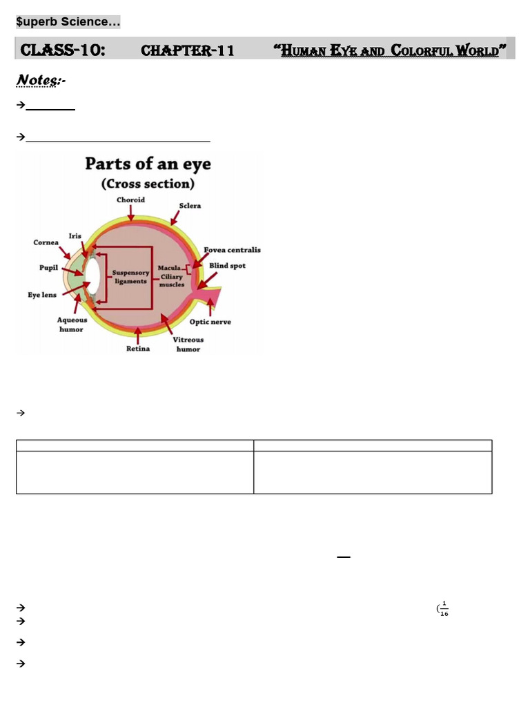 phy-human eye | PDF | Sunset | Eye