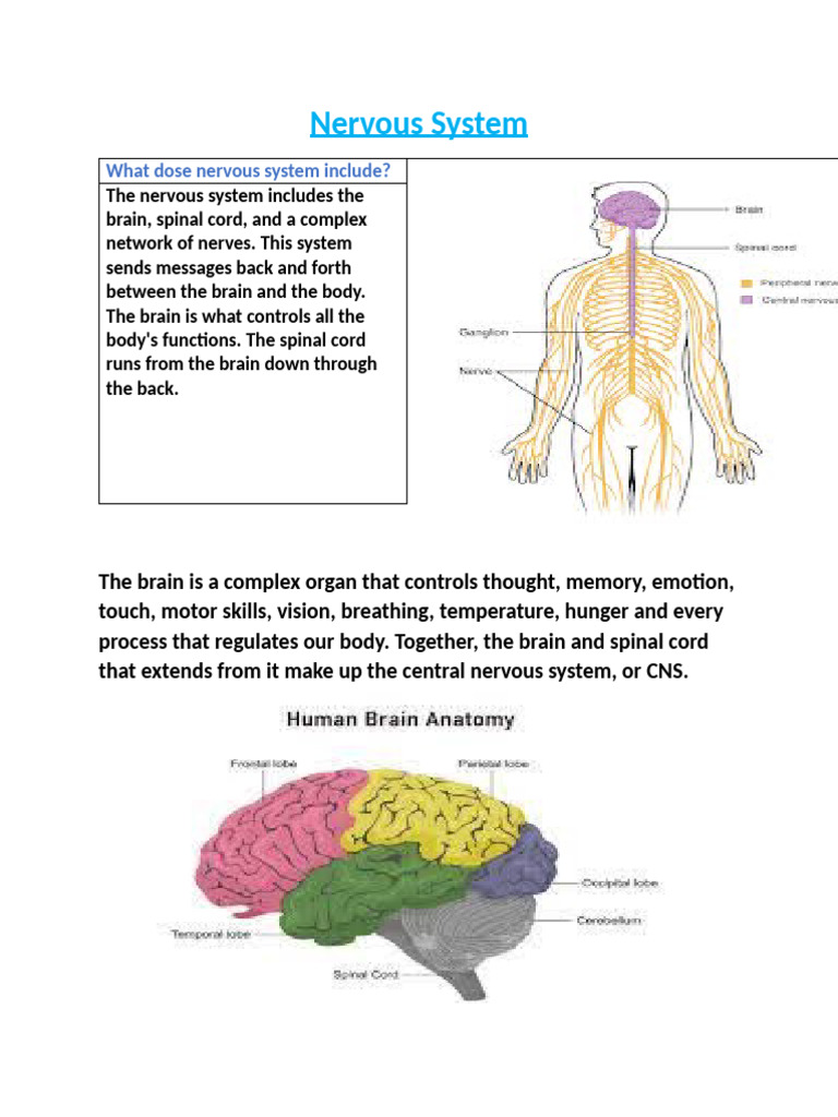Biology (nervous system) | PDF