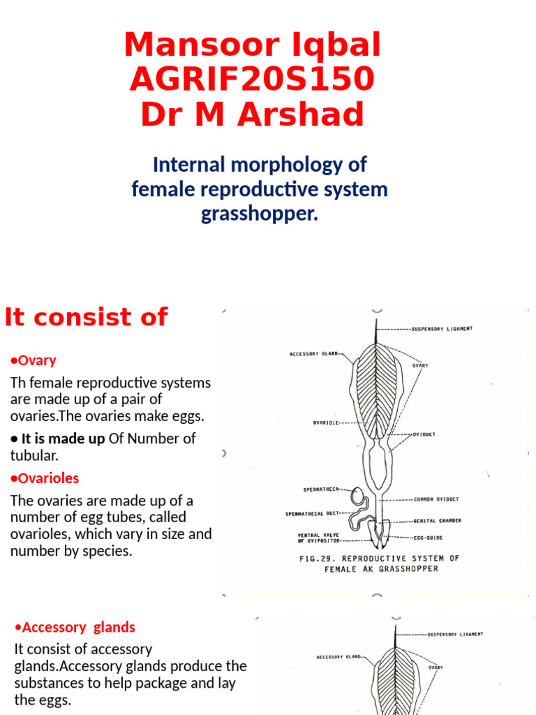 Mansoor Iqbal Entomology | PDF
