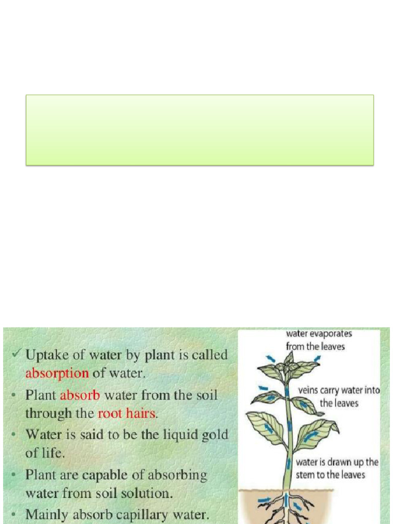 Mechanism of Water Absorption | PDF | Osmosis | Botany