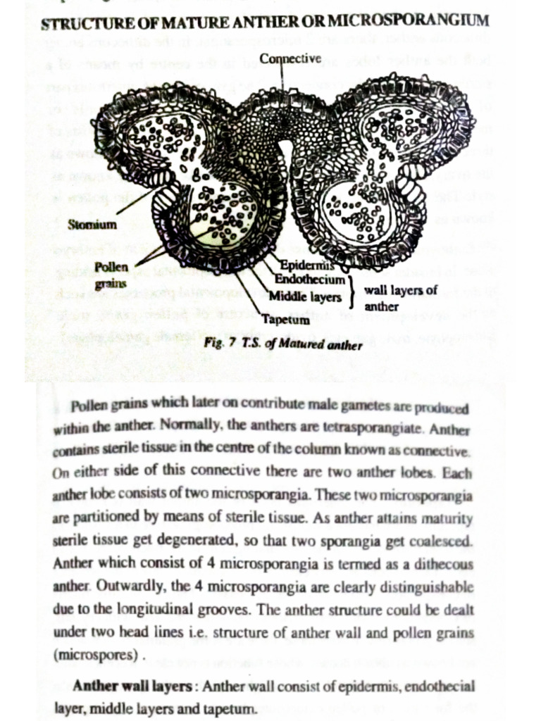 Structure of Mature Anther | PDF