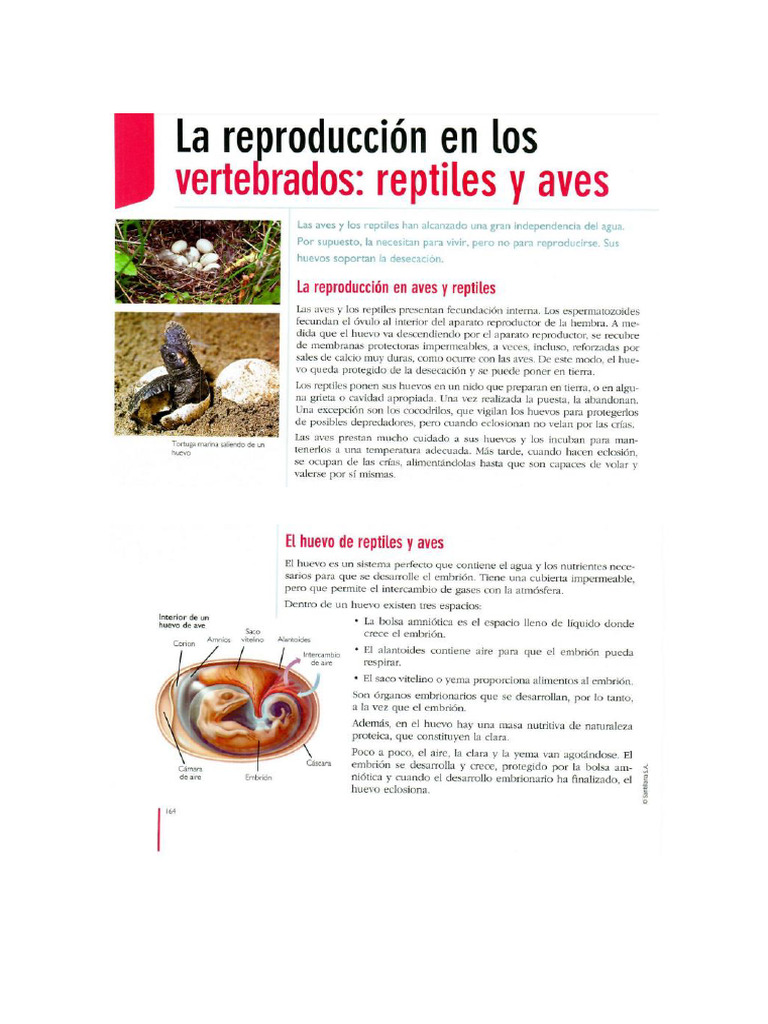 Reproduccion Reptiles y Aves | PDF