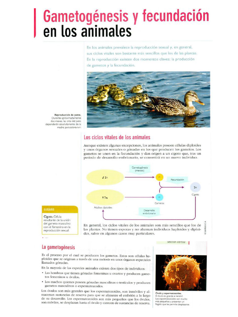 Gametogenesis y Fecundacion | PDF