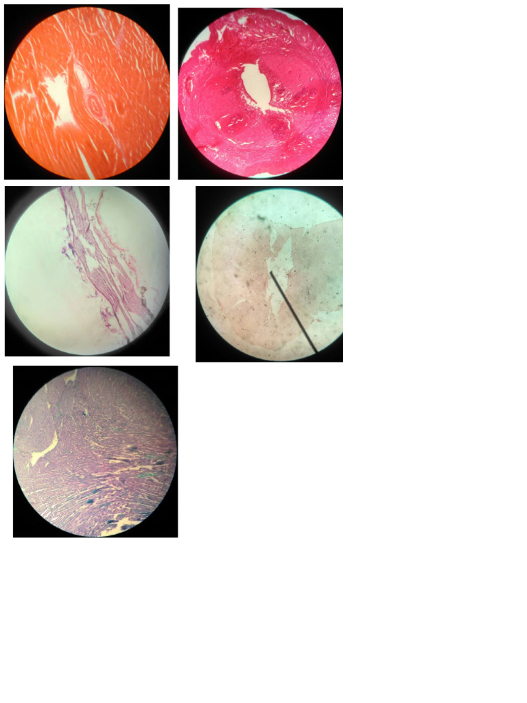 Gambar Histo 2 | PDF