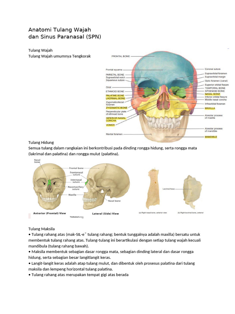 Anatomi Tulang Wajah | PDF