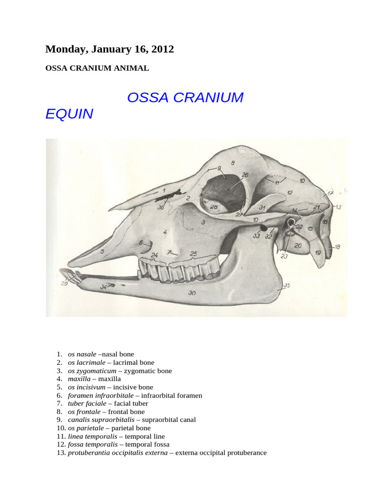 Equine and Caprine Skull Anatomy | PDF | Skull | Human Anatomy