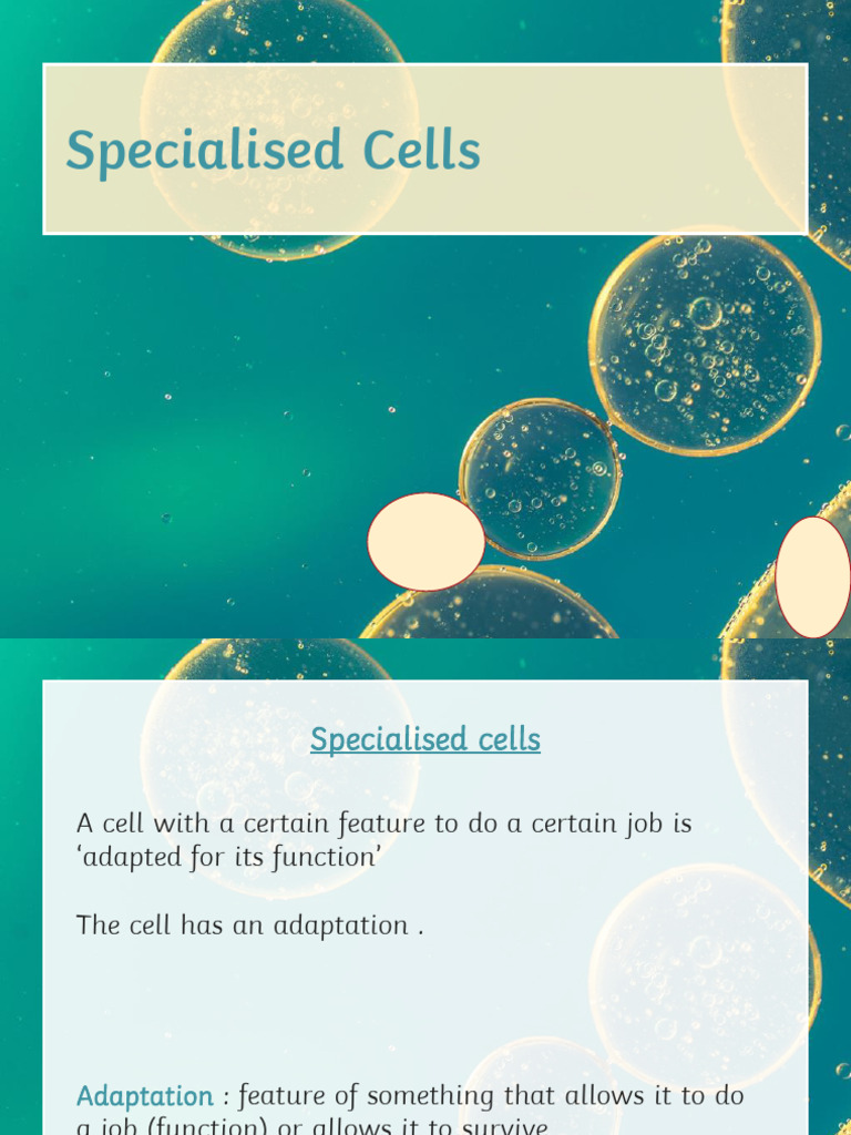 Specialized Cells and Their Functions | PDF
