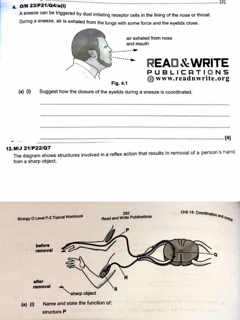 Nervous System Past Papers | PDF