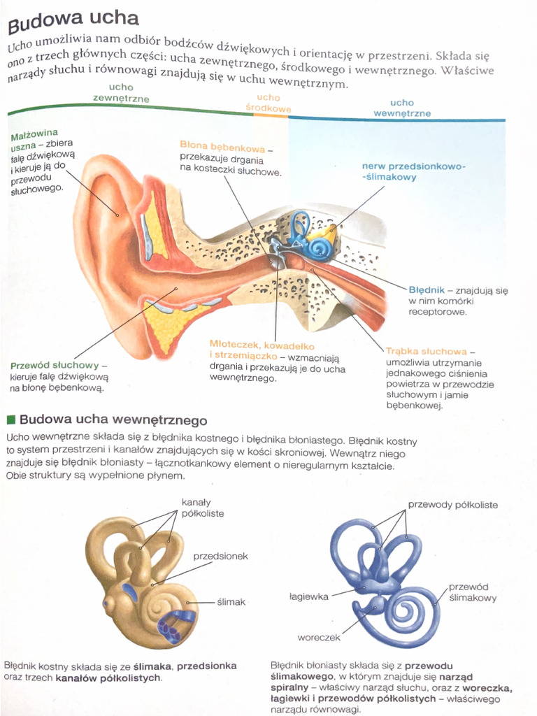 Budowa Ucha | PDF