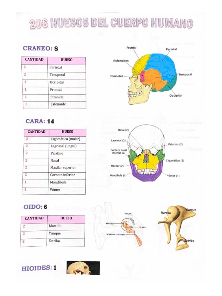 206 Huesos Del Cuerpo Humano | PDF