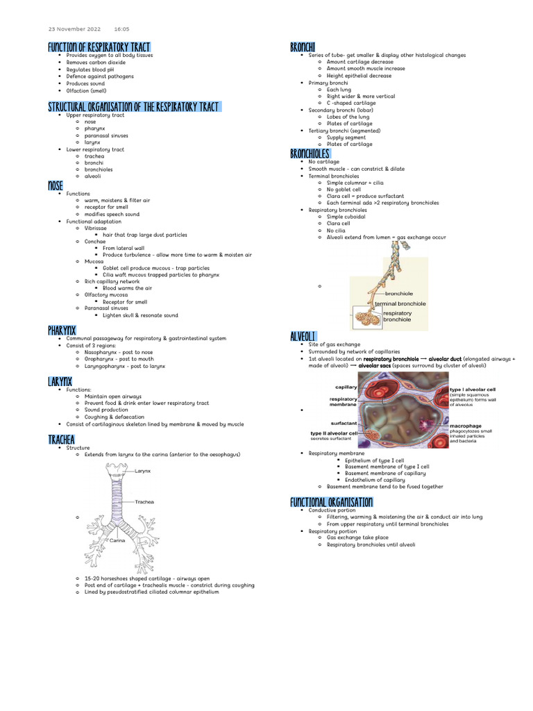 Anatomy of Respiratory Tract Body System | PDF | Respiratory Tract | Lung