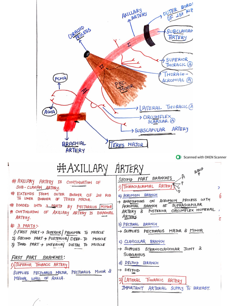 Axillary Artery | PDF
