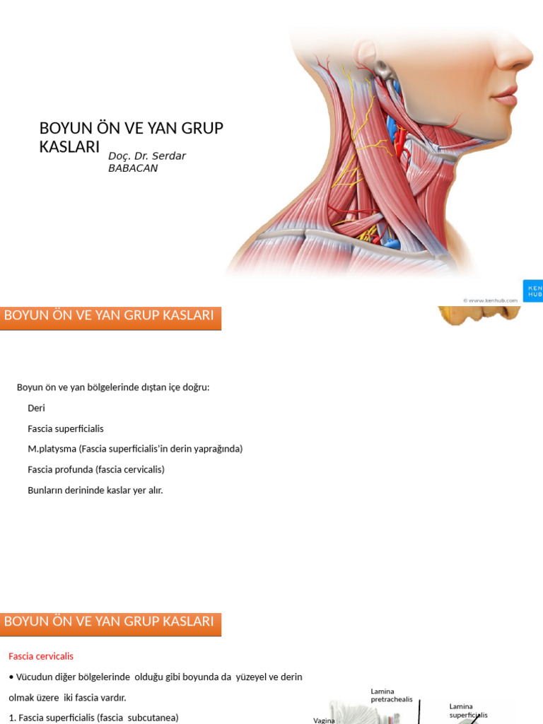 8-) Boyun Ön Ve Yan Grup Kasları | PDF