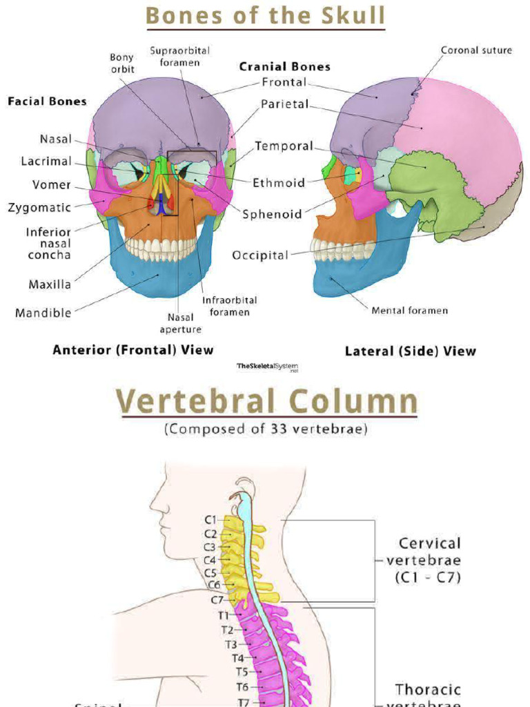 Bones of The Skull | PDF
