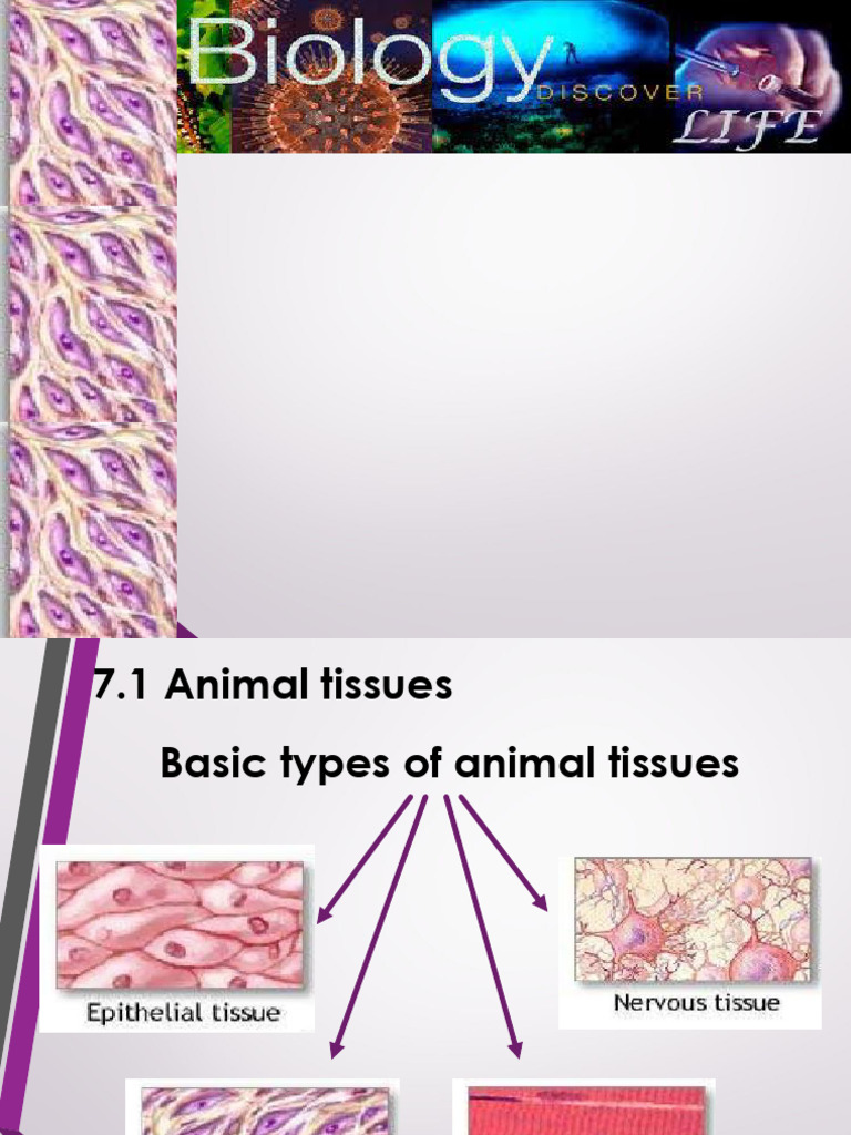 Chap 7 Tissues | PDF | Epithelium | Muscle