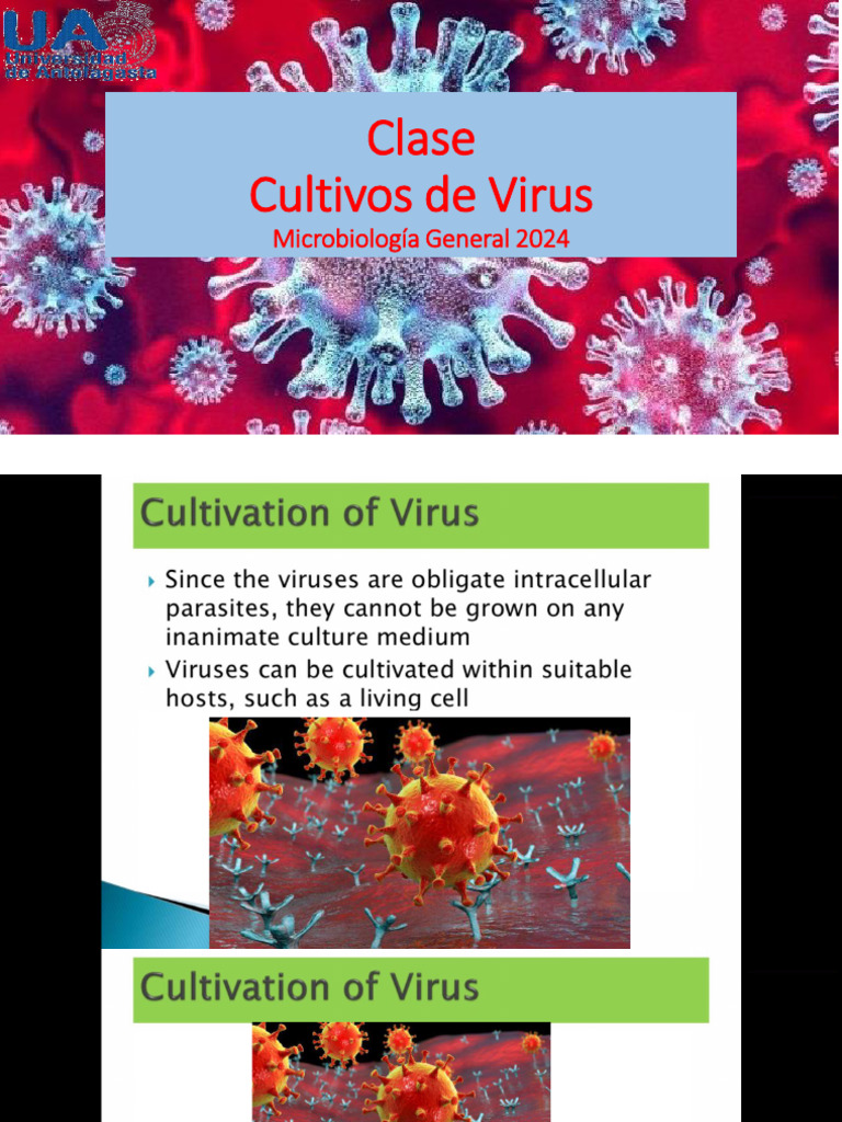 PR Ctico de Microbiolog A General de Cultivos de Virus 2024 | PDF | Virus | Vacunas