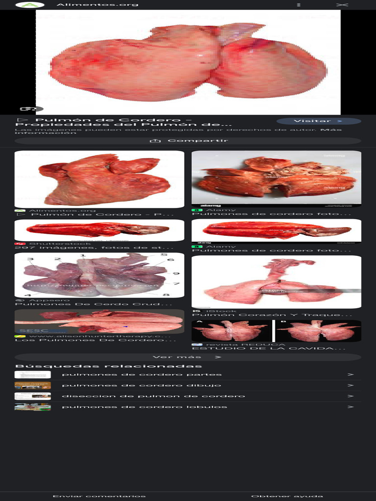 Pulmon Real Cortado - Búsqueda de Google | PDF