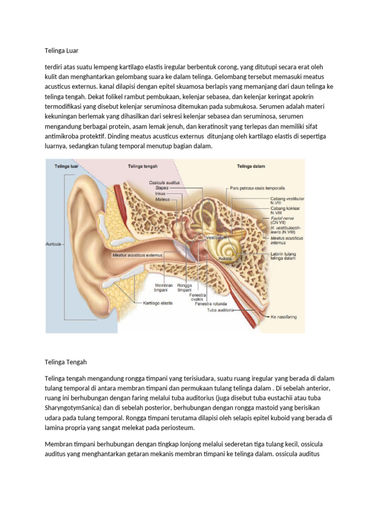 Histologi Telinga | PDF | Ilmu Sosial | Kajian Bahasa Asing