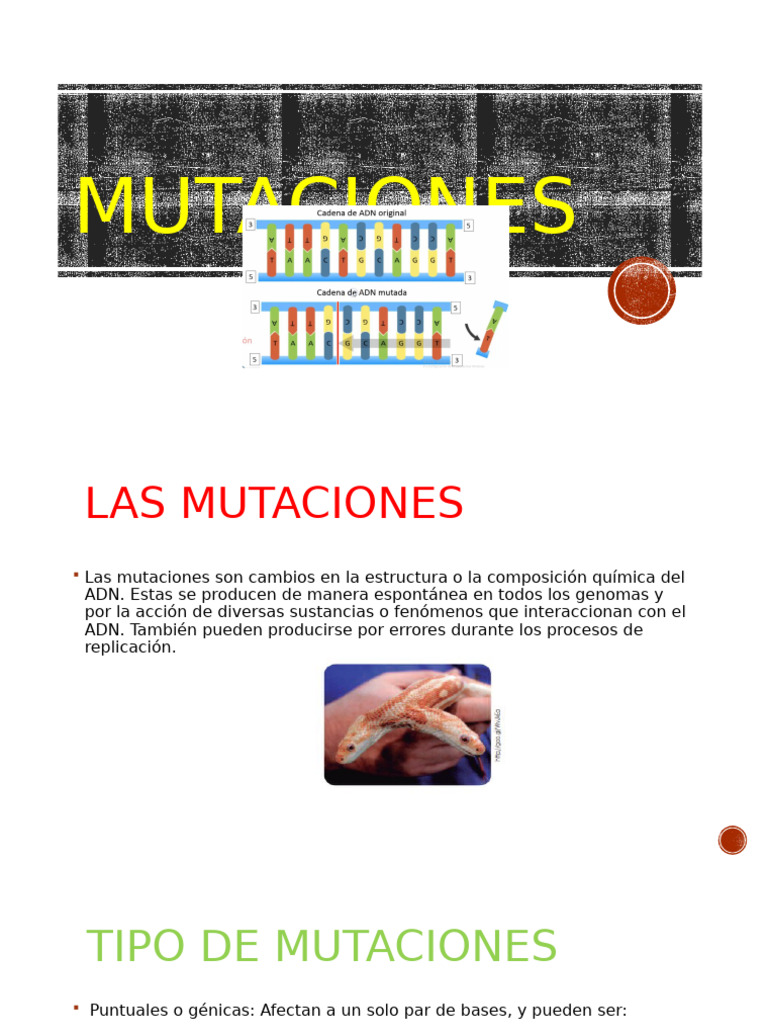 Tipos y efectos de las mutaciones en ADN | PDF | Mutación | Oncogen