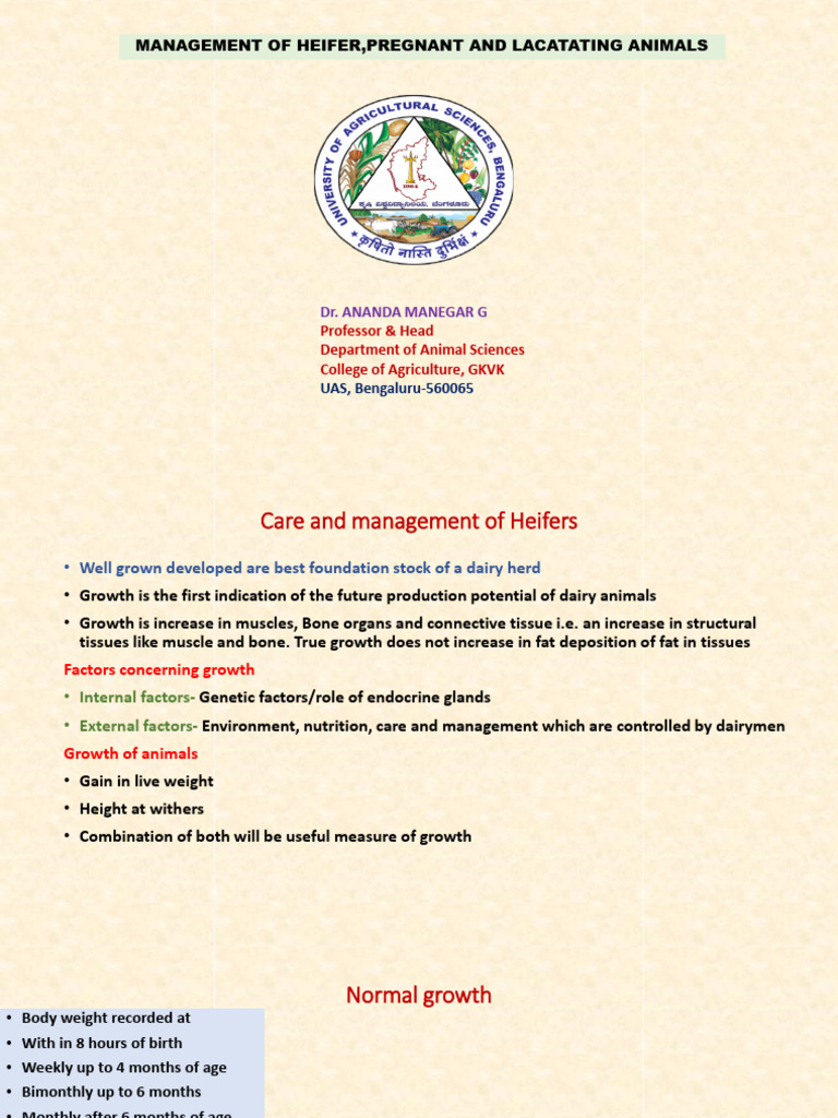 Heifer Management and Care Guidelines | PDF | Cattle