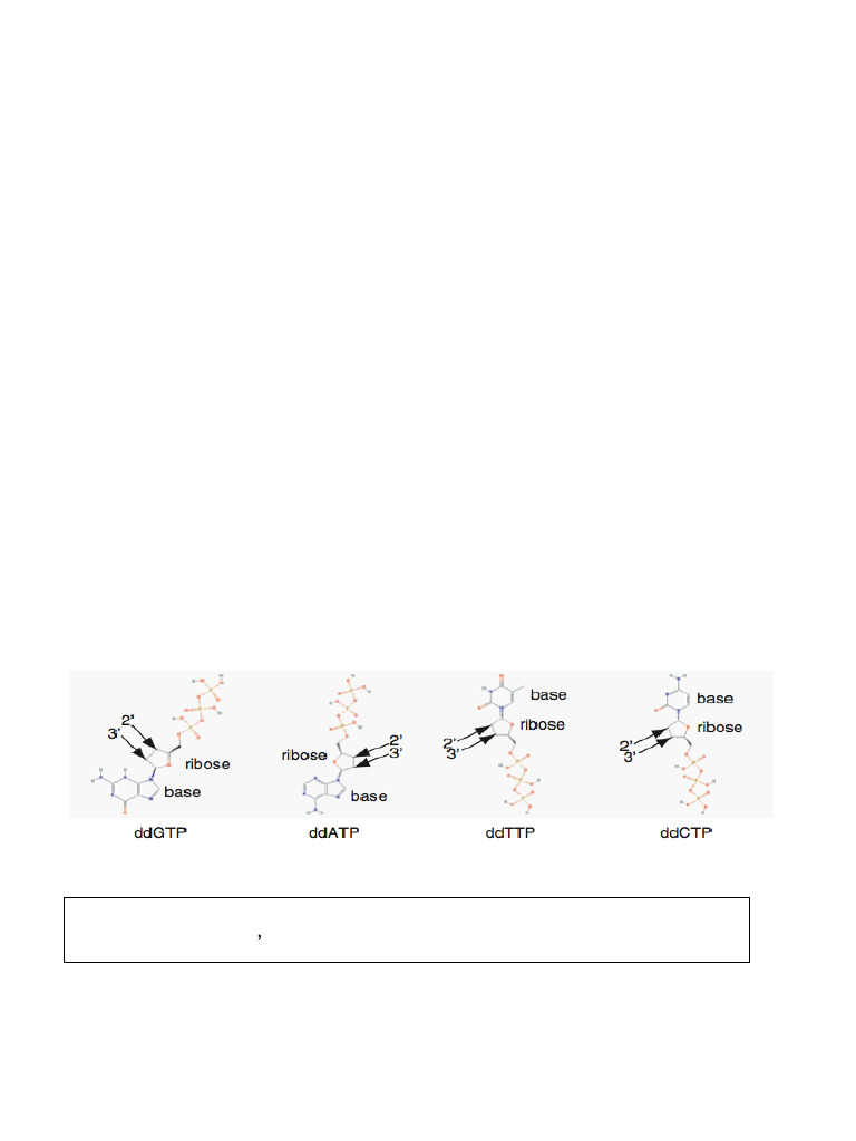 Understanding ddNTPs in Sequencing | PDF | Dna Sequencing | Transcriptome