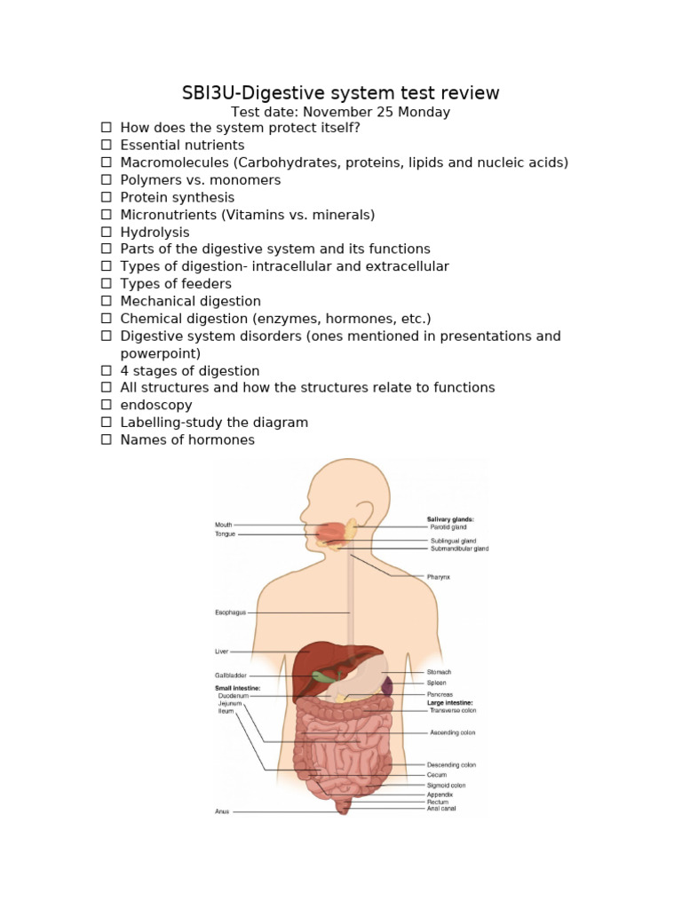 6-Digestive System Test Review | PDF