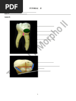 Maxillary Second Premolar | PDF | Dental Anatomy | Dentistry