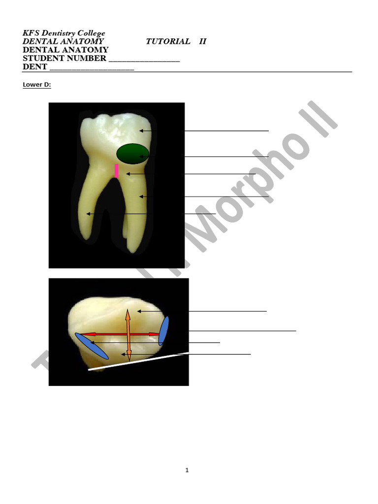 Morpho II - Tutorial II | PDF | Dental Anatomy | Tooth