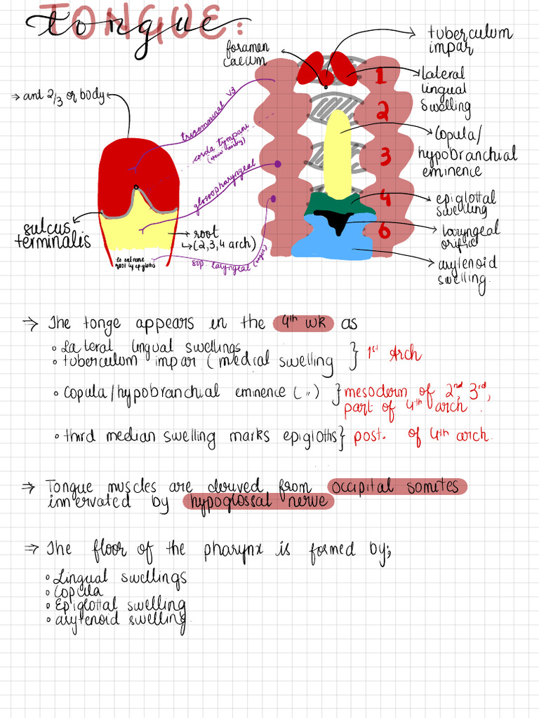 Anatomy of Tongue Development | PDF