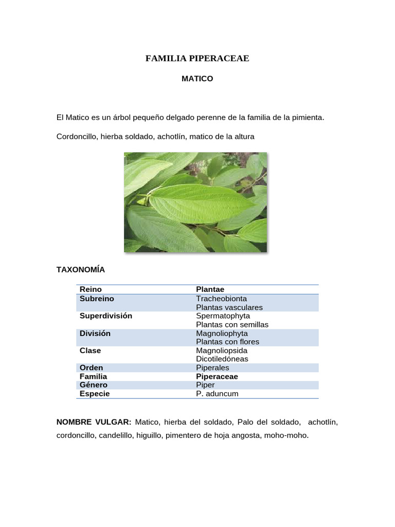 Propiedades y usos del matico medicinal | PDF | Hoja | Plantas
