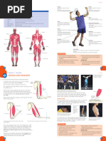 GCSE PE Muscular System Revision Guide | PDF | Anatomical Terms Of ...