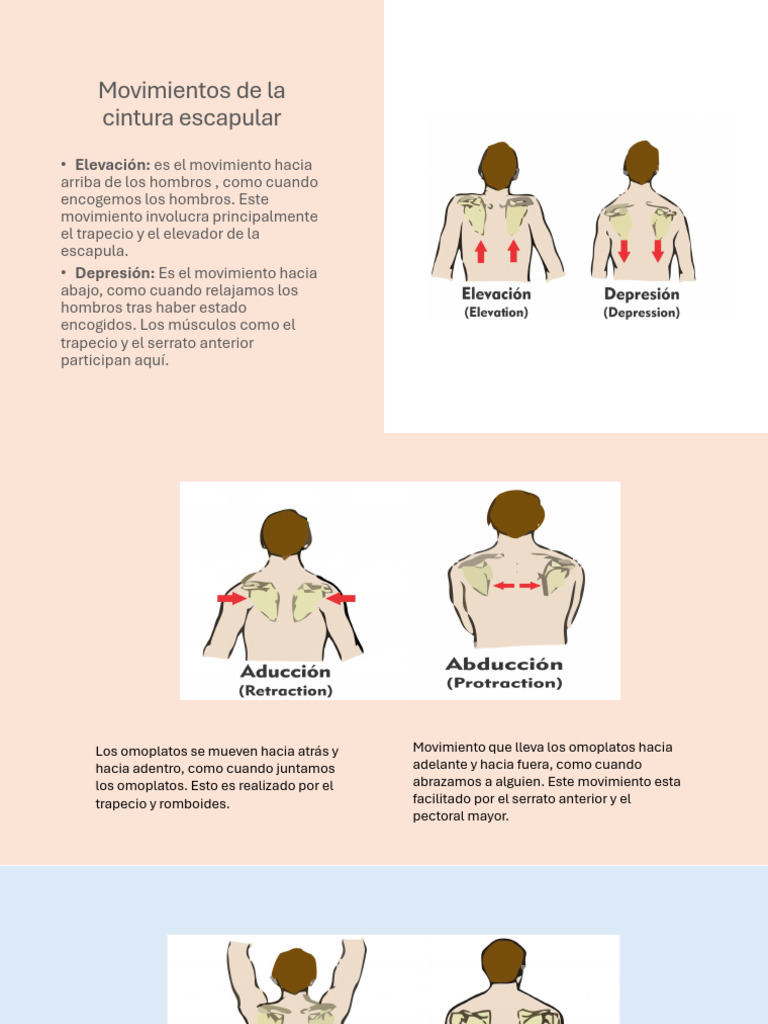 Movimiento Cintura Escapular | PDF