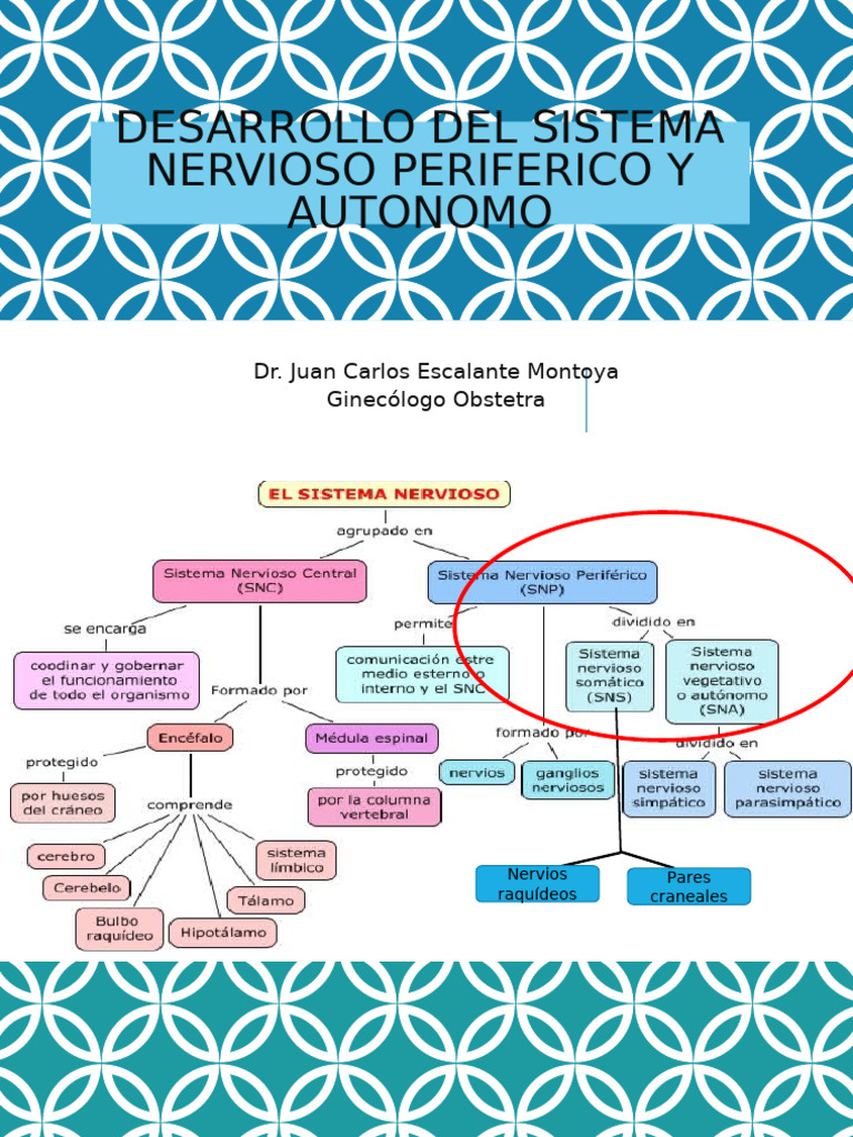 Desarrollo del SNP y SNA: Claves y Detalles | PDF | Sistema nervioso | Nervio
