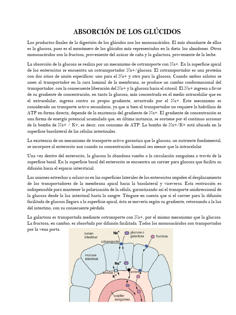 Absorción de Los Glúcidos | PDF | Carbohidratos | Glucosa