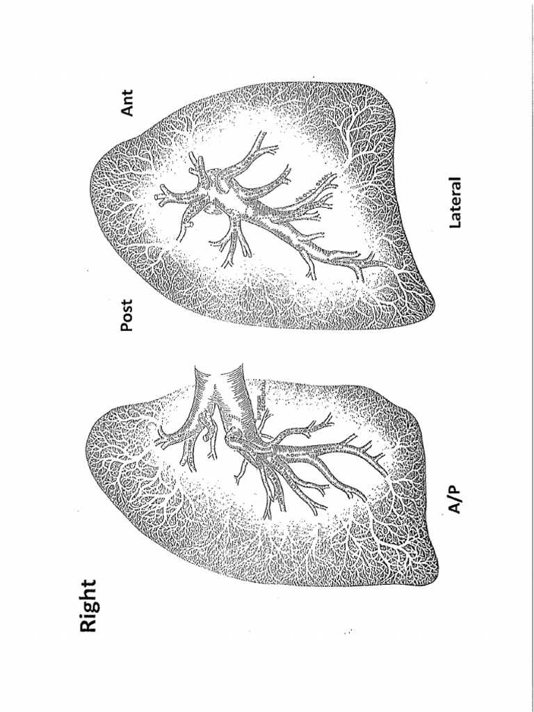Pulmonary Vascular Anatomy and VQ Scan | PDF