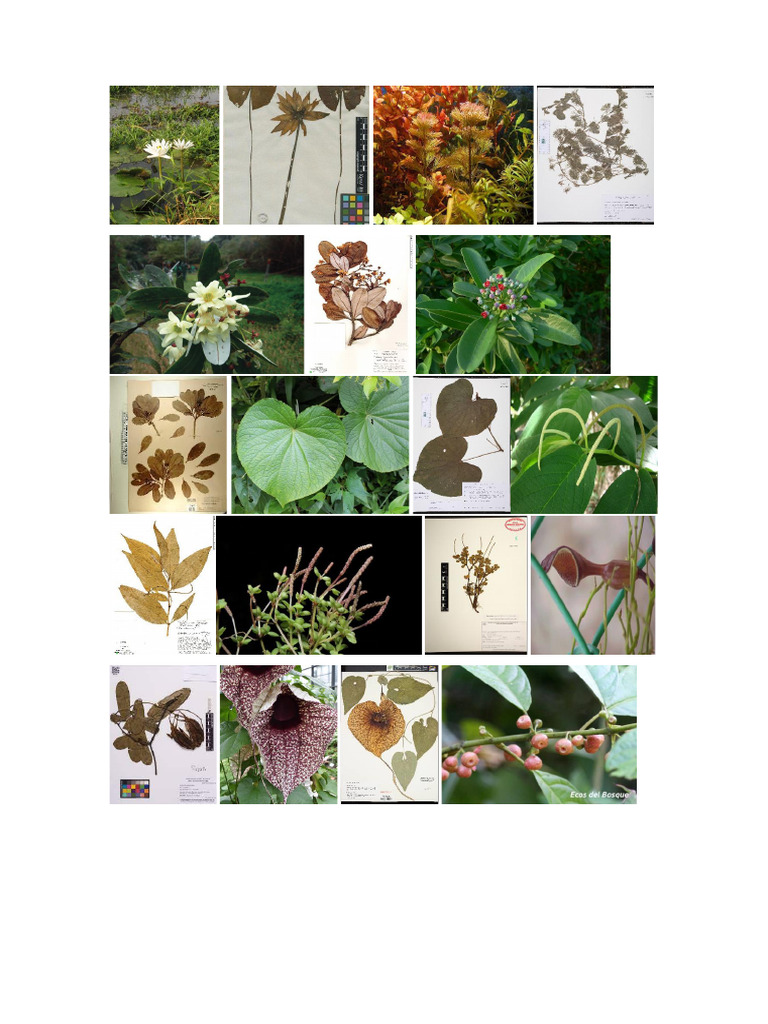 Fichas Taxo Numero 2 | PDF