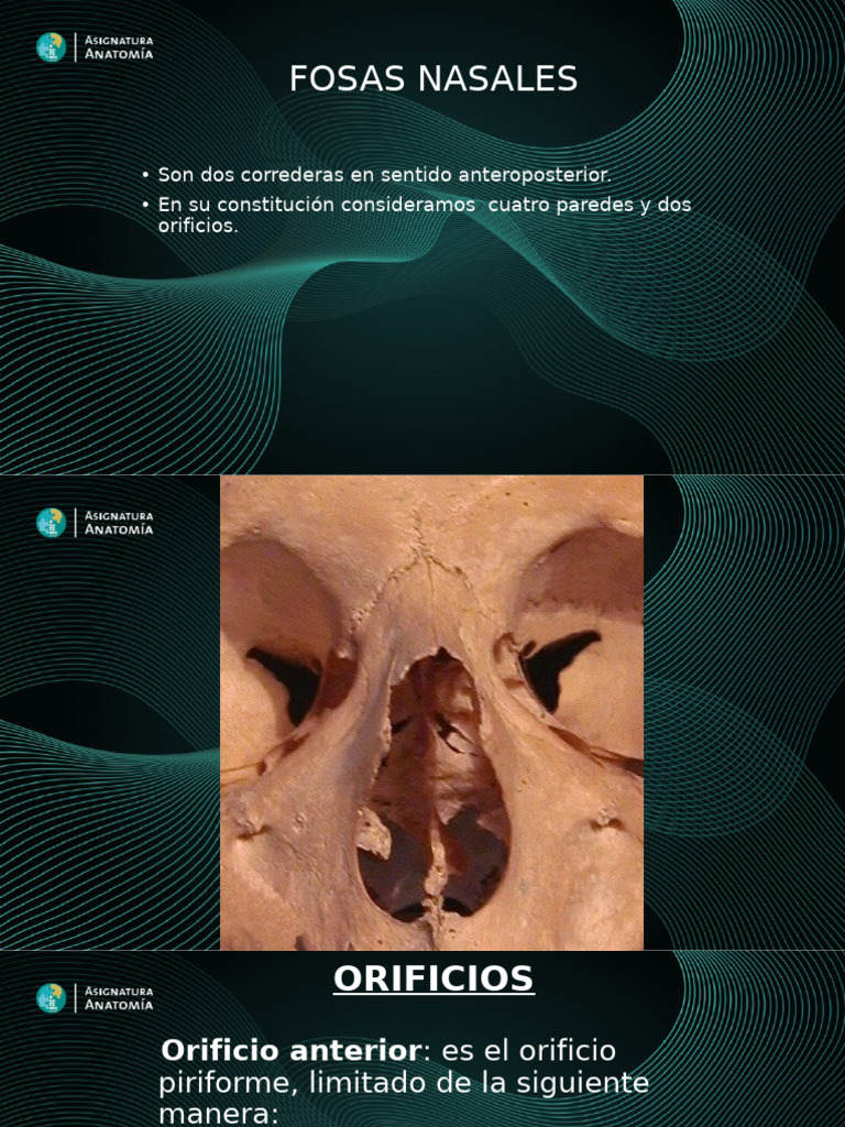 Anatomía Detallada de Fosas Nasales y Cavidad Orbitaria | PDF ...
