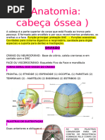 Anatomia dos Ossos da Cabeça | PDF | Crânio | Anatomia