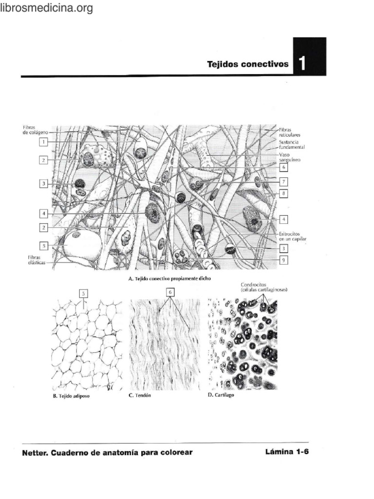 Netter Para Colorear Pdf
