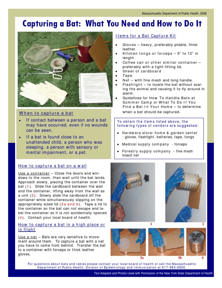 How To Capture A Bat | PDF