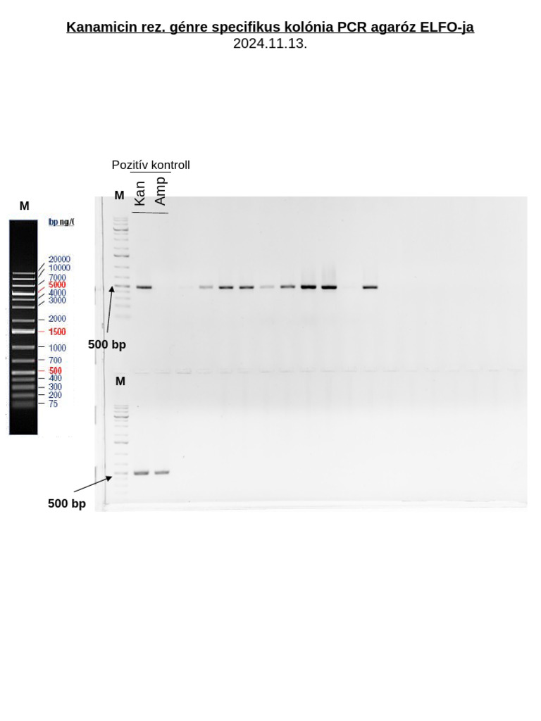 Kolonia PCR Gelkepek - 2024 | PDF