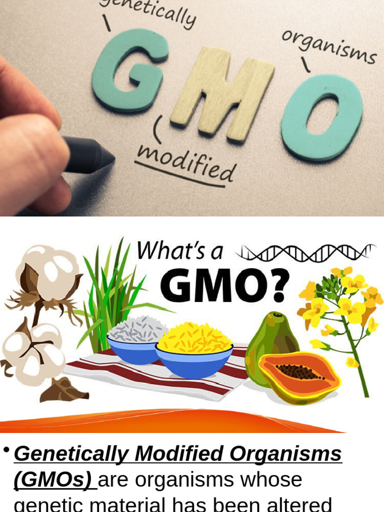 GMOs Presentation | PDF | Genetically Modified Organism | Genetic Engineering