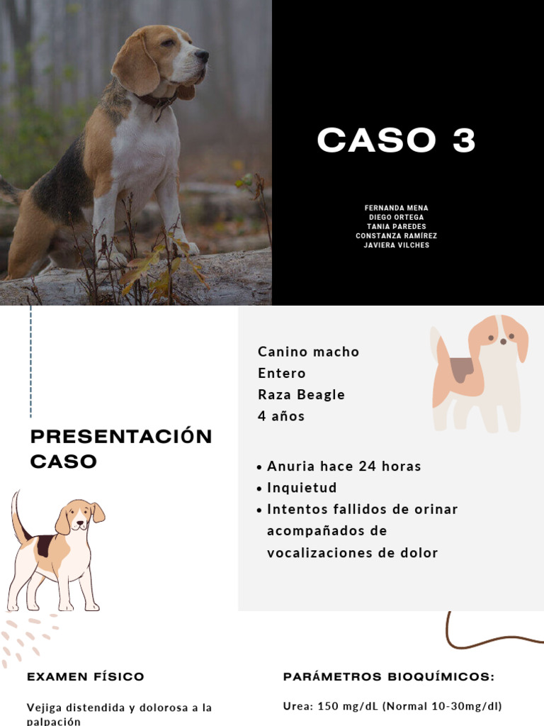 Anuria en Beagle: Diagnóstico y Tratamiento | PDF | Riñón ...